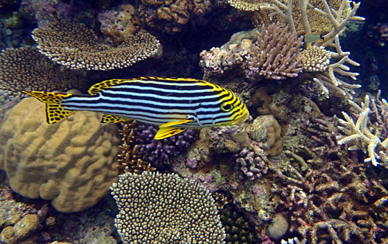 Snorkeling in Maldives – ANUBIMB